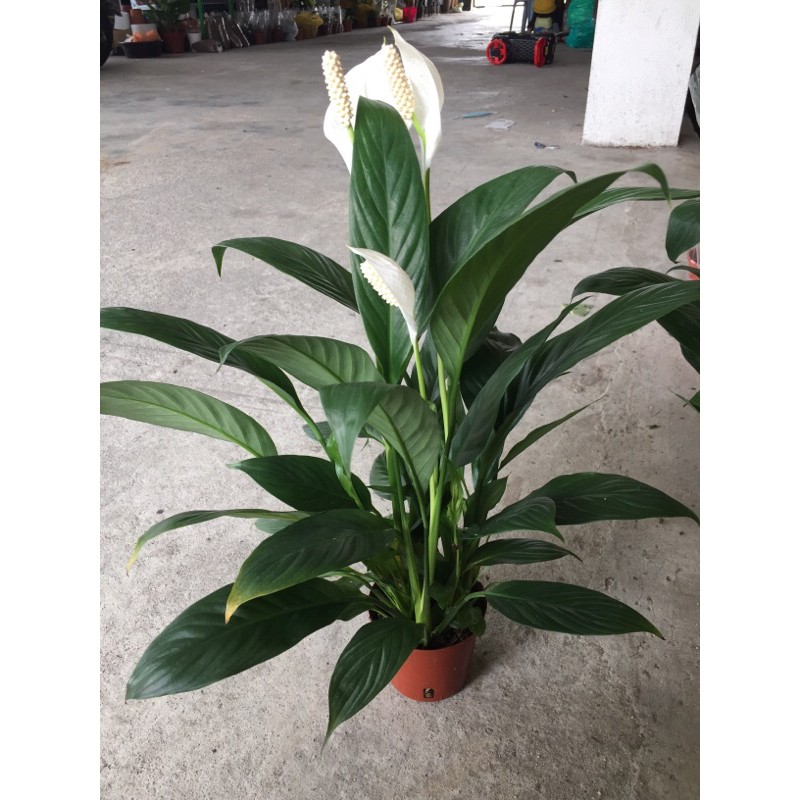 Peace lily pokok Hidup Live plant | Shopee Malaysia