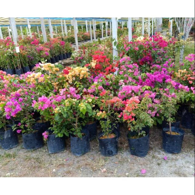 Pokok bunga kertas hidup dalam beg 8x8 inch. citra, black maria ...