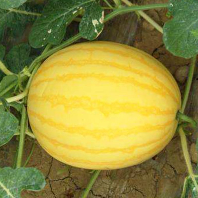 Golden watermelon seed super sweet / 黄金西瓜种子 超甜薄皮四季水果籽10粒 | Shopee Malaysia