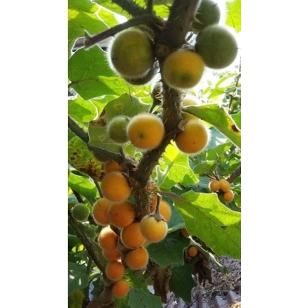 ANAK POKOK TERUNG ASAM/TERUNG BULU BUAH KECIL | Shopee Malaysia