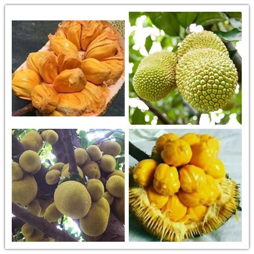 anak pokok cempedak durian 榴蓮蜜樹苗 cepat berbuah hybrid top quality pokok ...