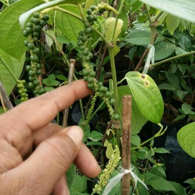 promotion Anak Pokok Lada Hitam mudah berbuah / Black Pepper Plant ...