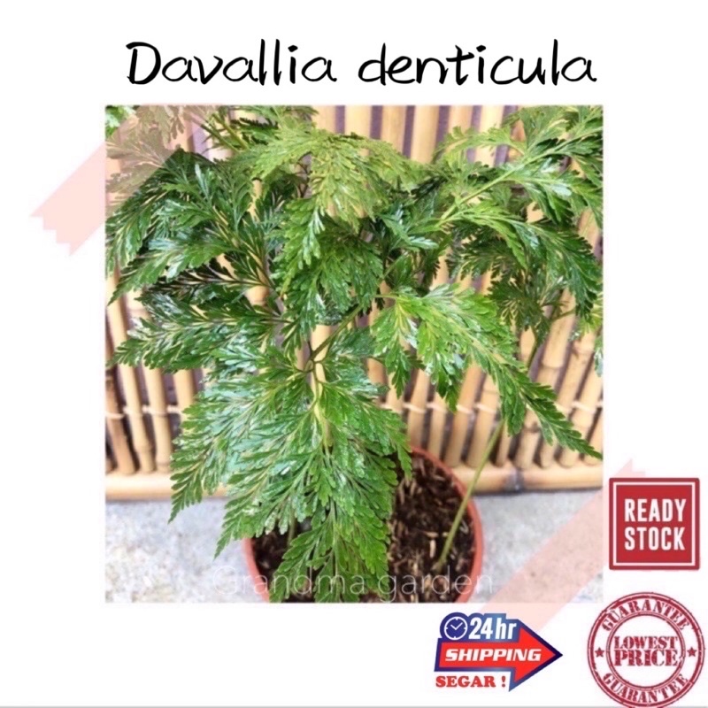 (GG real plant) davallia denticula ^ fern pokok hidup hiasan rumah live ...
