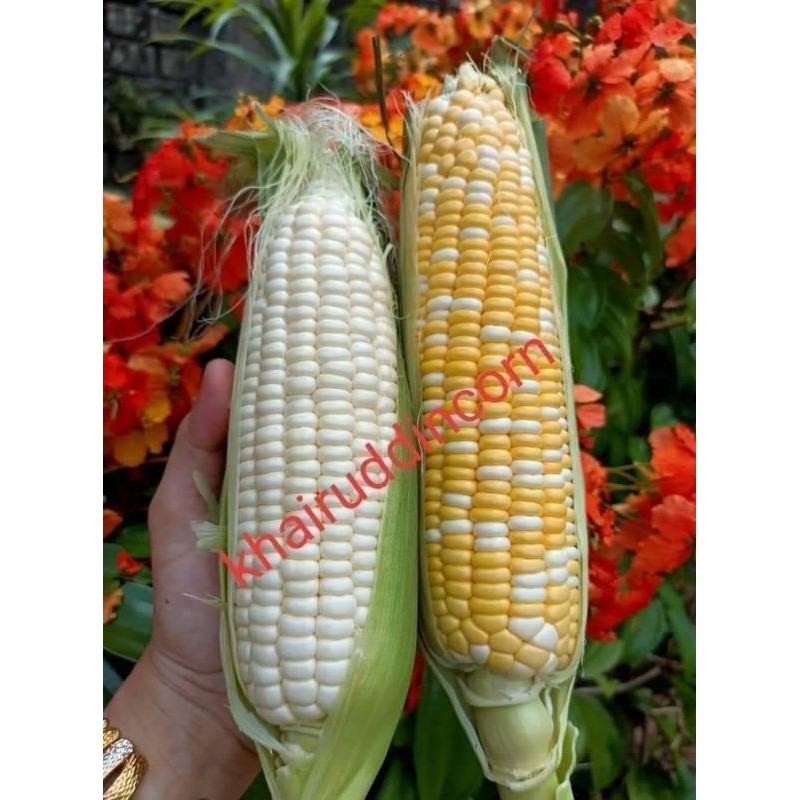 jagung mutiara dan susu original cameron | Shopee Malaysia