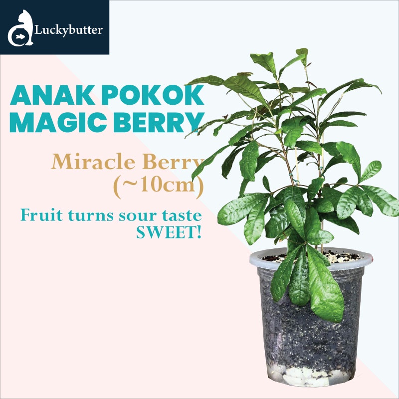 {Promotion} Magic Berry Miracle Fruit Miracle Berry Plant Anak Pokok ...