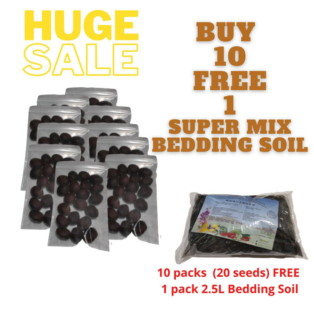 🔥[🇲🇾SACHA INCHI印奇果] 20 Biji Benih Sacha Inchi Segar Untuk Ditanam ...