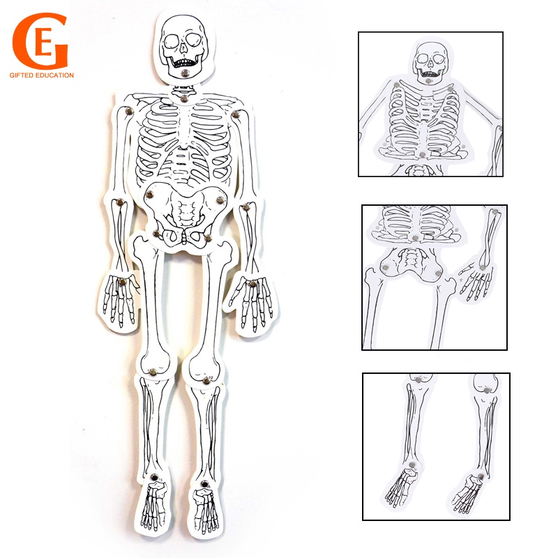 Human Skeleton Active Model Handmade Assemble Cardboard Body Joint ...