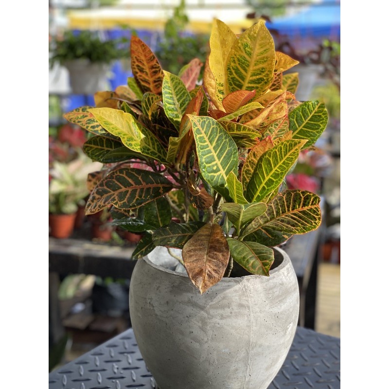 pokok puding china garden croton | Shopee Malaysia