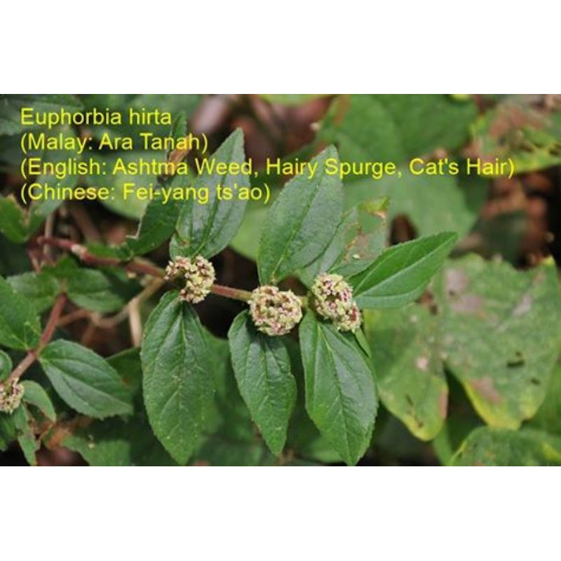 Pokok Ara Tanah/Susu Nabi (50g)-Pokok Segar untuk sembuhkan Gout ...