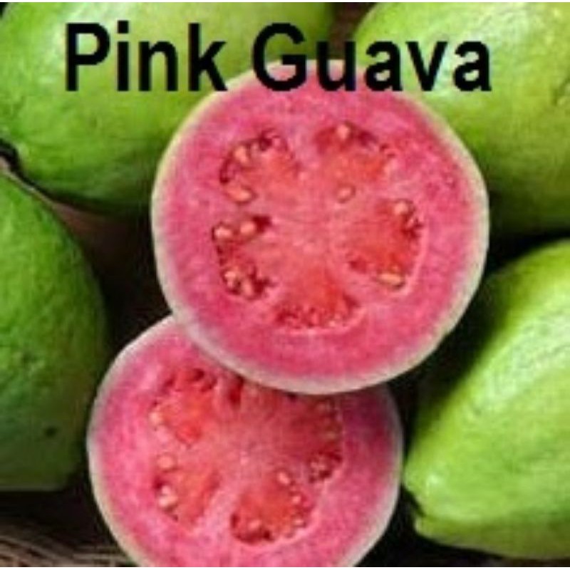 Pokok Jambu Pink Guava.... | Shopee Malaysia