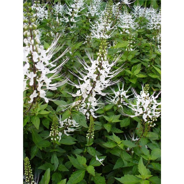 Anak pokok misai kucing | Shopee Malaysia