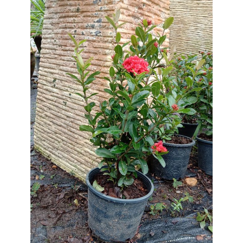 IXORA ROSE REAL LIVE PLANT | Shopee Malaysia