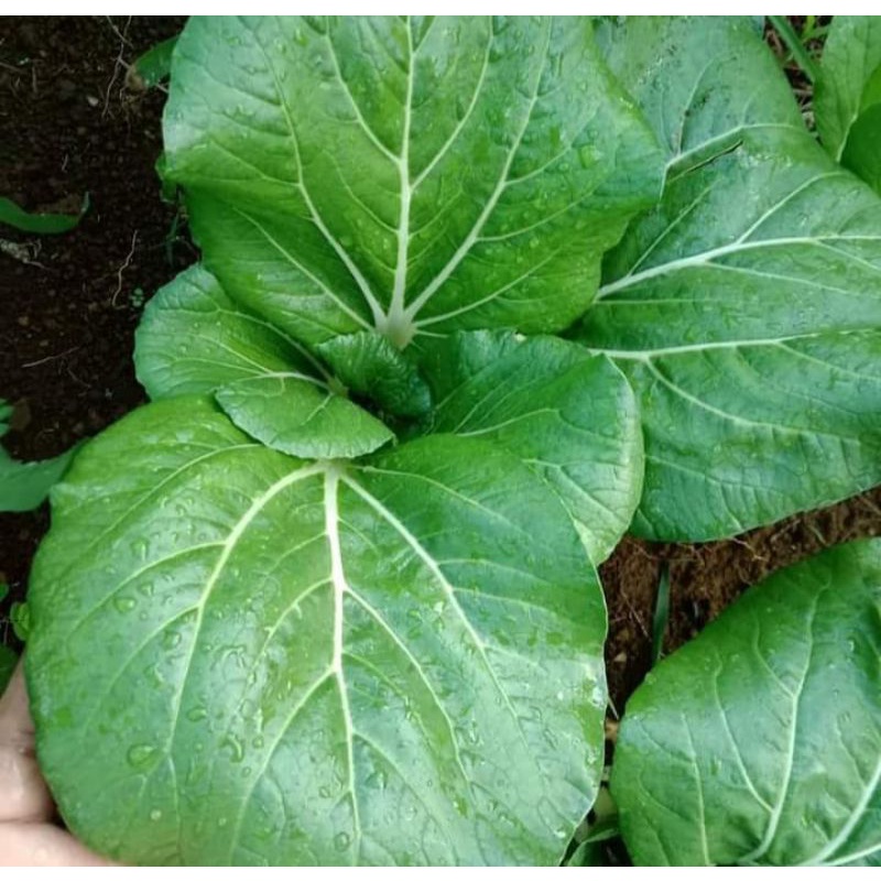 biji benih pak choy. BIG FAN PAK CHOY. 🔥 ️ RM2 200 biji benih | Shopee ...