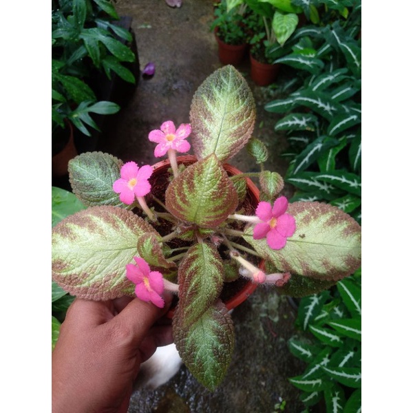 Episcia Pink Panther (Gesneriasceae) | Shopee Malaysia