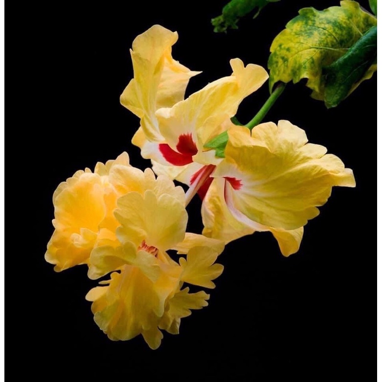 Pokok Bunga Raya Hibiscus schizopetalus Pagoda Yellow Plant Rosa ...