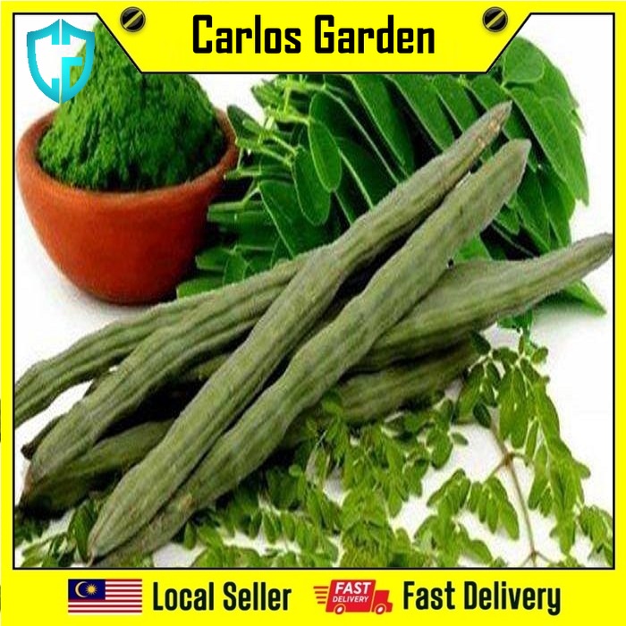 Anak Pokok Kelor Kelur Ramunggai Munggai Murungai Moringa Oleifera ...