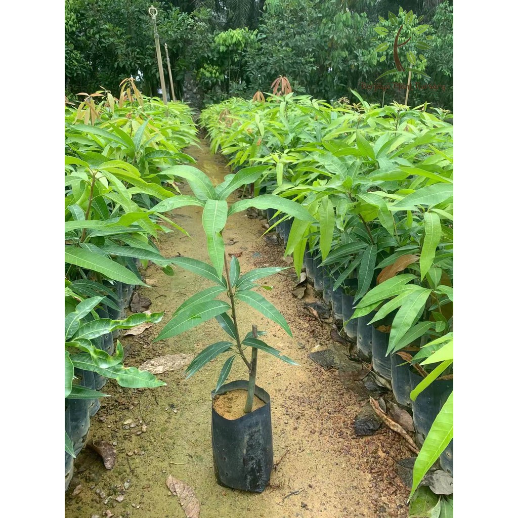 Berjaya Plant Nursery - Pokok Mangga Harumanis Hybrid(Pokok Buah Hidup ...