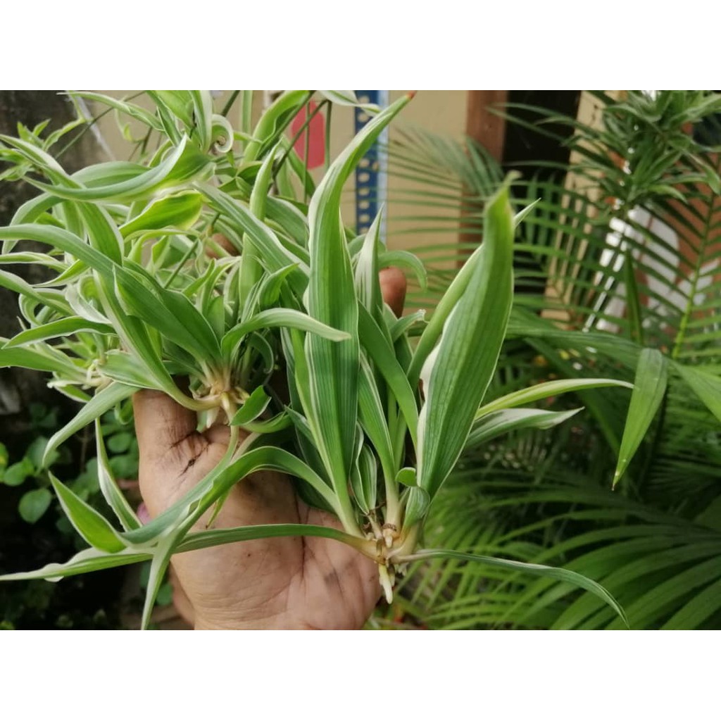 Anak Pokok Spider Plant (Chlorophytum laxum / comosum) | Shopee Malaysia