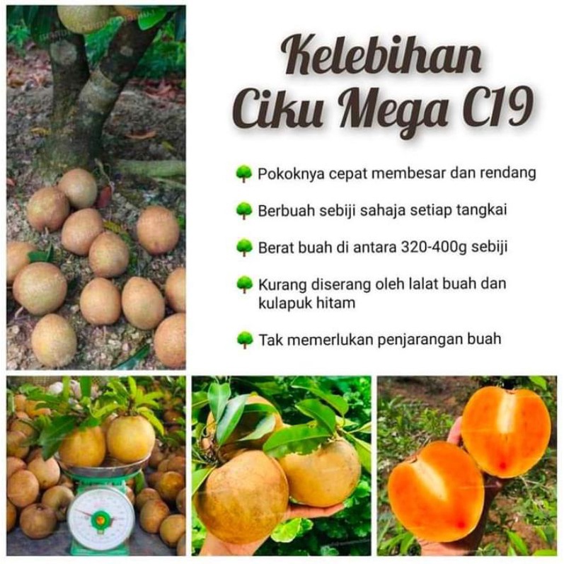 benih pokok ciku mega | Shopee Malaysia