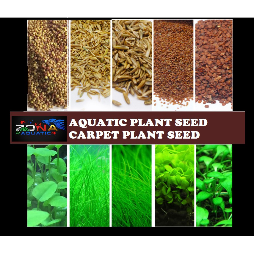 READY STOCK | AQUATIC PLANT | CARPET PLANT SEED | AQUARIUM PLANT SEED ...