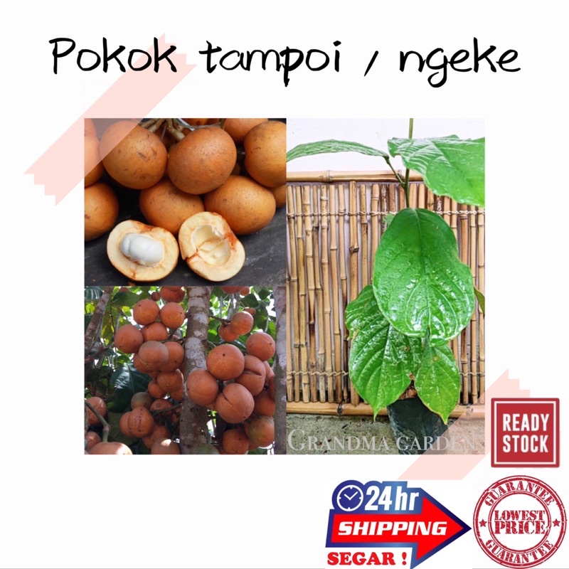 (GG REAL PLANT) Pokok tampoi / ngeke ^ Jenis hybrid cepat berbuah Pokok ...