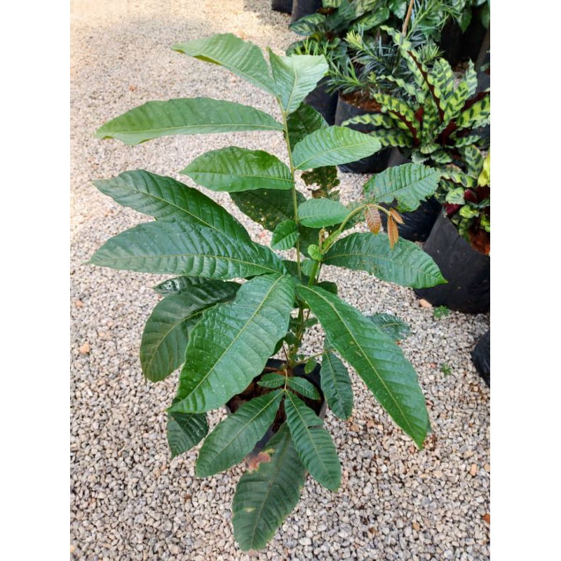 Pokok Buah Matoa(3 Rasa) | Shopee Malaysia