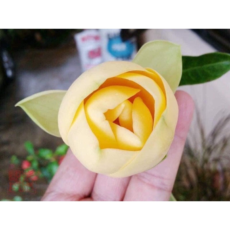 Pokok Cempeka telur kuning Magnolia lilifera Real Plant Beautiful ...