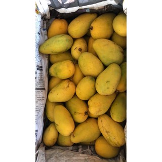 Mangga Chokanan Tempatan (Tanaman Malaysia). Local Mango Chokanan ...