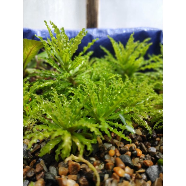 Pogostemon Helferi 'Downoi' (Aquarium plants/Aquatic plants/emersed ...