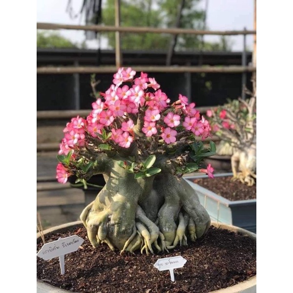 Adenium Live Plants / Kemboja Akar Sotong 八方根（富贵花） | Shopee Malaysia