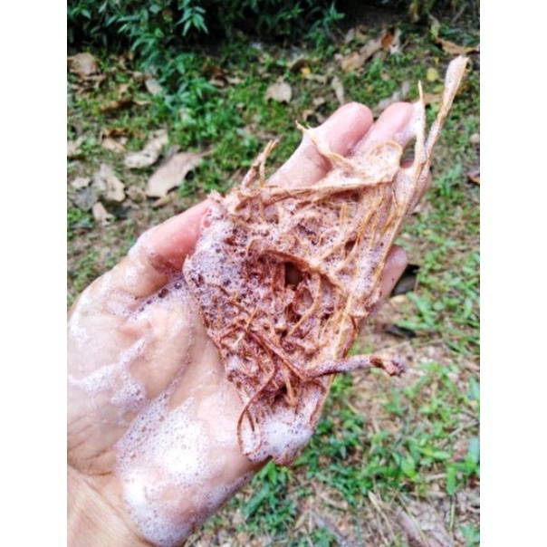 Akar Sintok Asli / Akar Beluru (Harga seikat) | Shopee Malaysia