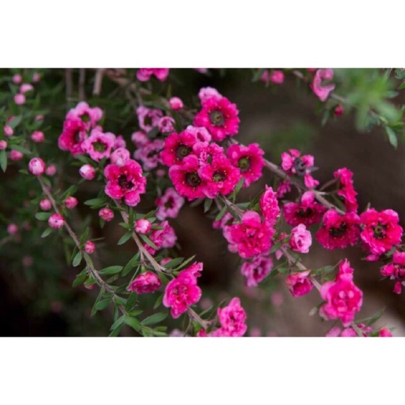 Pokok Bunga Manuka / New Zealand Tea Tree / Leptospermum scoparium ...
