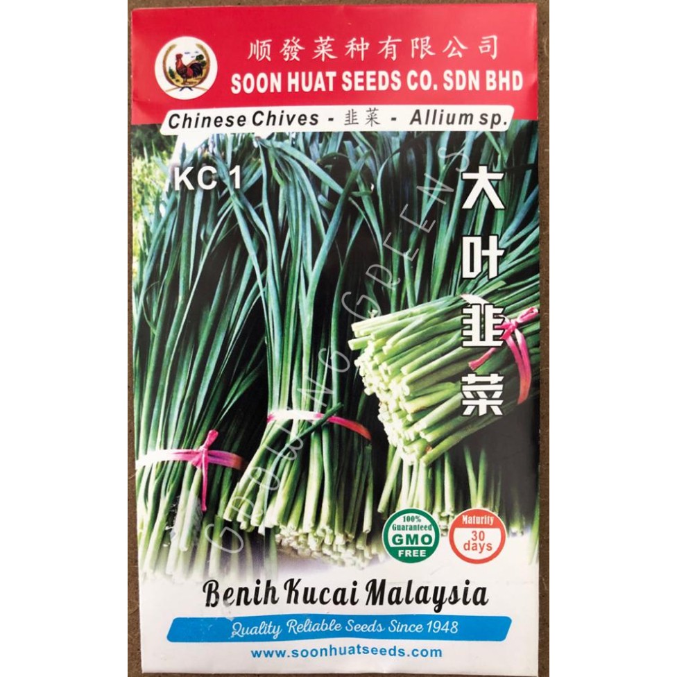 KC1 Chinese Chives / Kuchai Malaysia 20g | Shopee Malaysia
