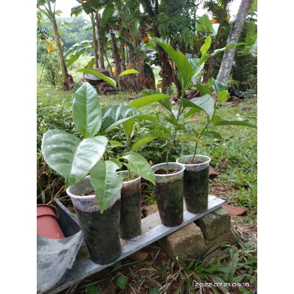 Anak Pokok Markisa/Passion Fruit Sappling | Shopee Malaysia
