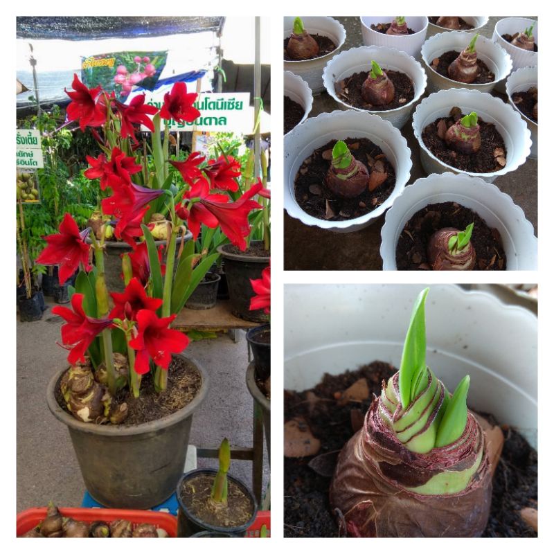 Life plant amaryllis flower pokok Lily (Ready untuk berbunga) | Shopee ...