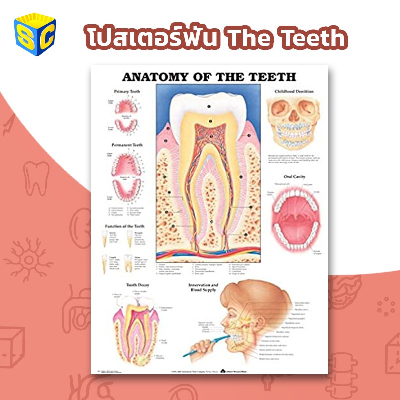 Teeth Poster Anatomy | Shopee Malaysia
