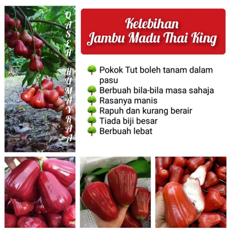 Jambu Madu Thai King dan Kelebihannya | Shopee Malaysia