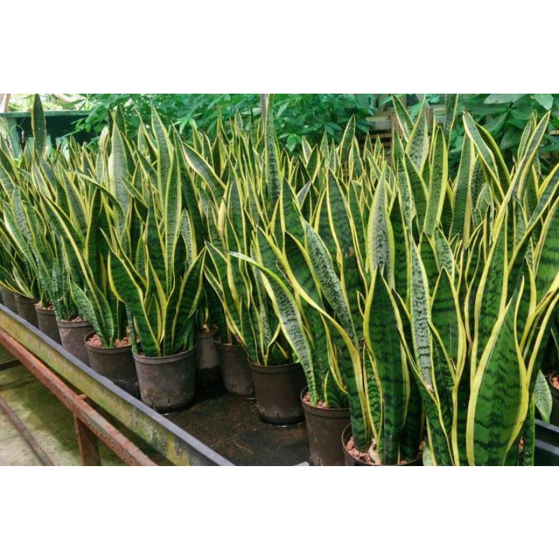Pokok Lidah Mertua 🌱 Snake Plant 🌱Sansevieria Trifasciata Laurentii ...