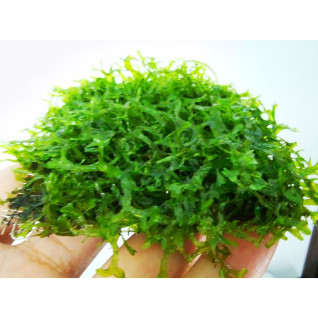 Pelia Moss 5cm x 5cm / 1 Liter Loose Pack. | Shopee Malaysia