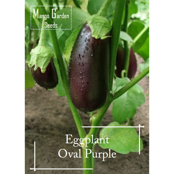 Oval Purple Eggplant seeds - 30 seed *Pot Friendly* Tanam Pasu Biji ...