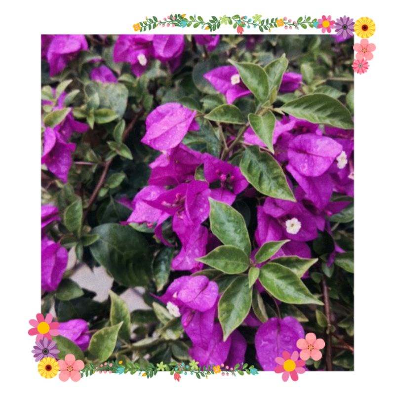 Keratan Cutting Bougainvillea / bunga kertas/杜鹃纸花/九重葛/plant | Shopee ...