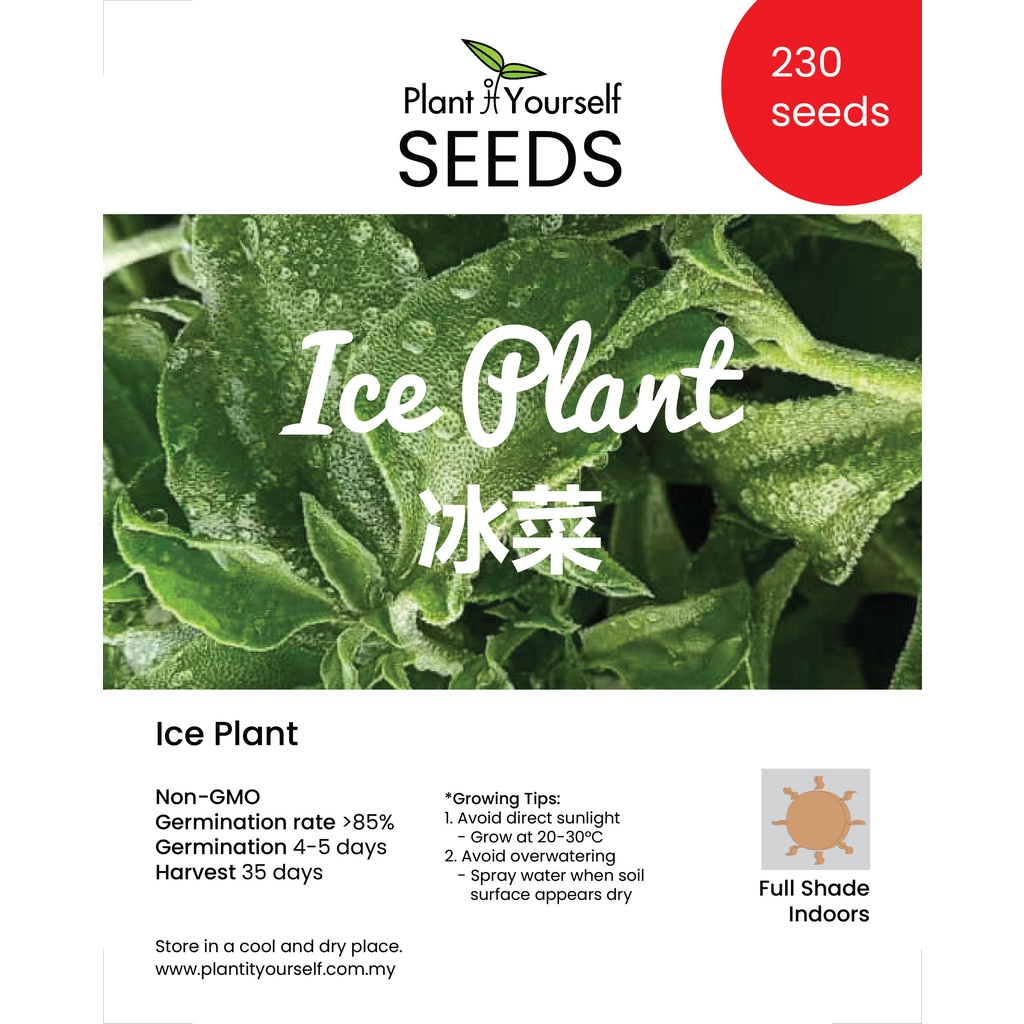 SEEDS Ice Plant 冰菜 (20 seeds | 75 seeds | 230 seeds) | Shopee Malaysia