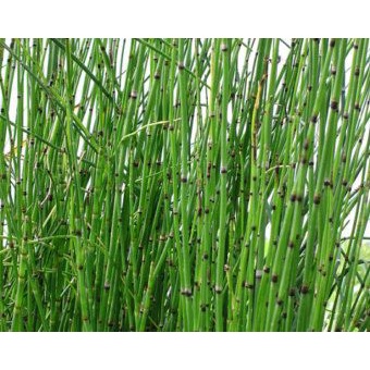 Equisetum Hyemale Horsetail real live indoor outdoor plant 木贼 tumbuhan ...