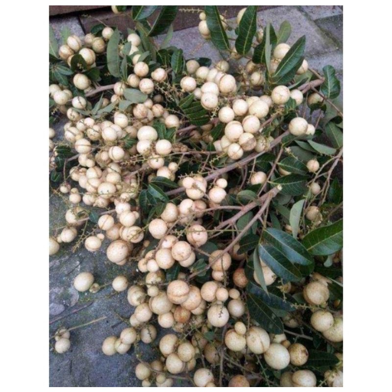 pokok matakucing longan lada hitam (sudah berbunga) | Shopee Malaysia