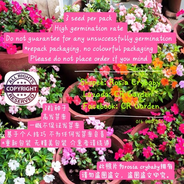Thousand Tomato 3 seeds 千番茄 3粒 紫黑小番茄，果重25G Purple Tomato, Fruit Weight ...
