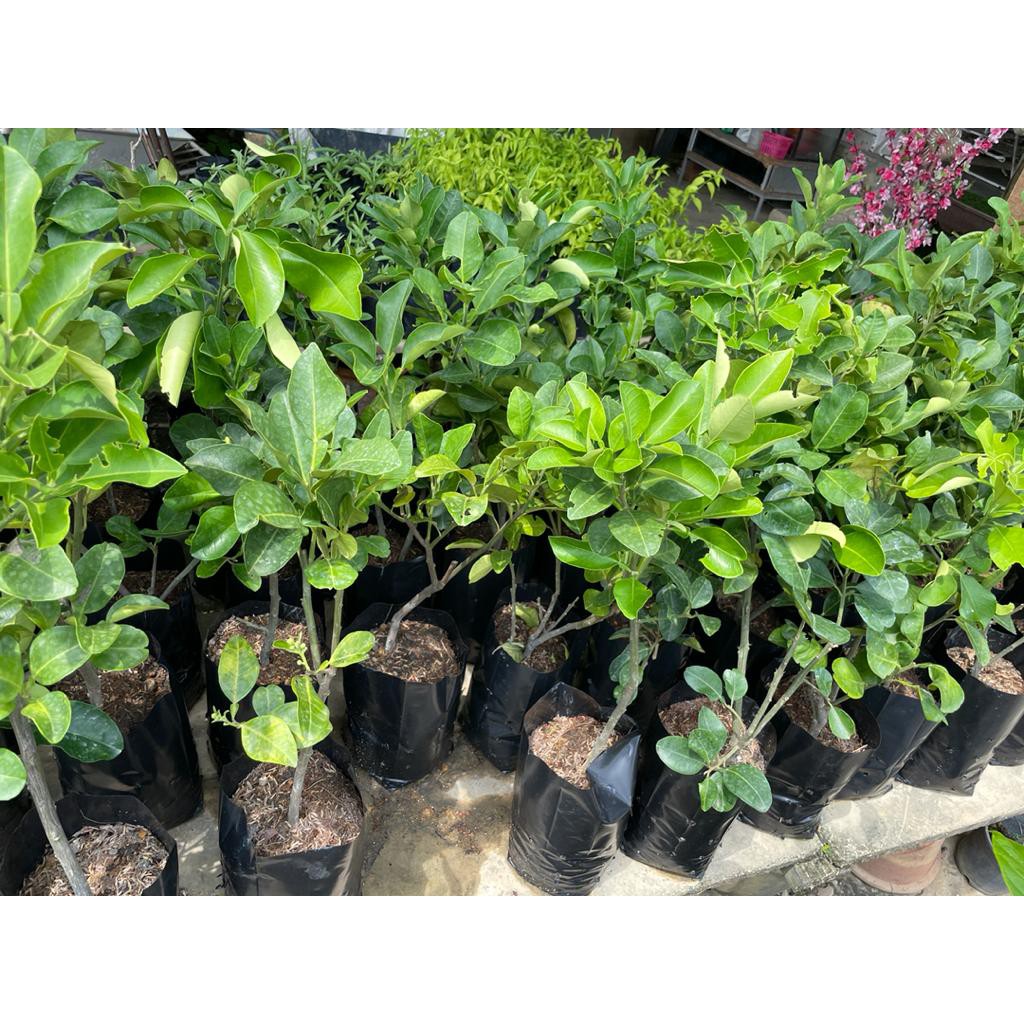 【Live Plant】Pokok limau bali/ Pamelo tree/ 柚子树苗 1~2ft | Shopee Malaysia