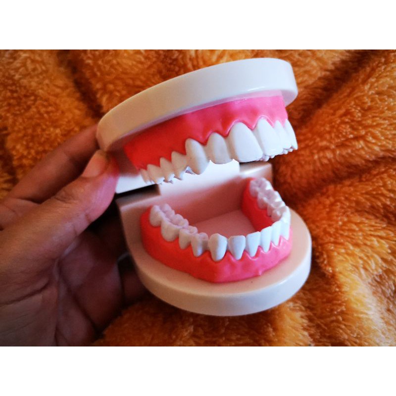 Teeth Model (Small sized) (Educational) | Shopee Malaysia