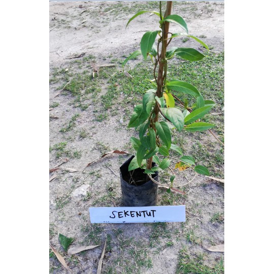 Pokok Sekentut | Anak Pokok | Shopee Malaysia