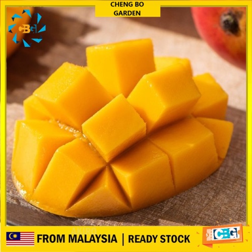 Anak Pokok Mangga Siku Raja Buah Besar Import Dari Thailand | Shopee ...