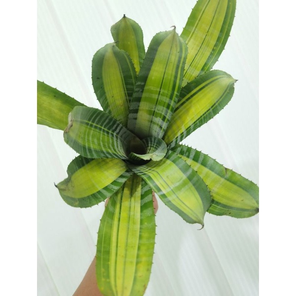 bromeliad aechmea Samurai | Shopee Malaysia